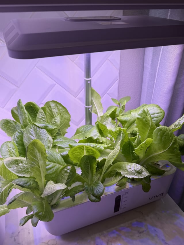 6 Easy Tips: How to Grow a Hydroponic Garden - Living Locurto - Cute ...